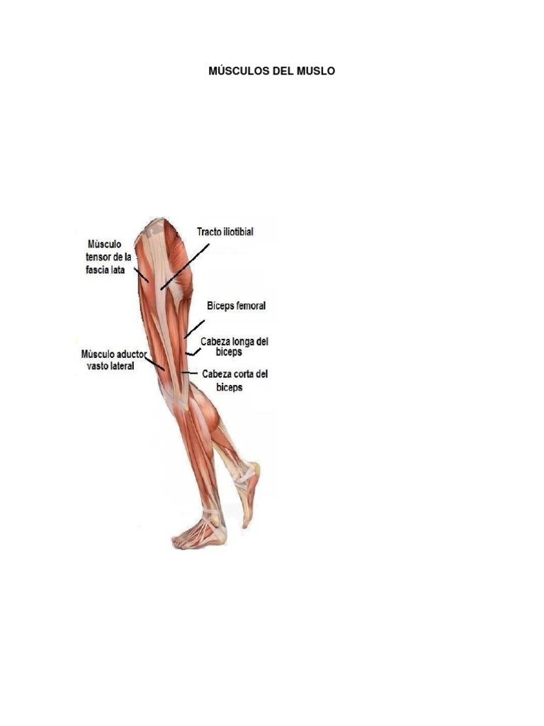 Músculos Del Muslo | PDF
