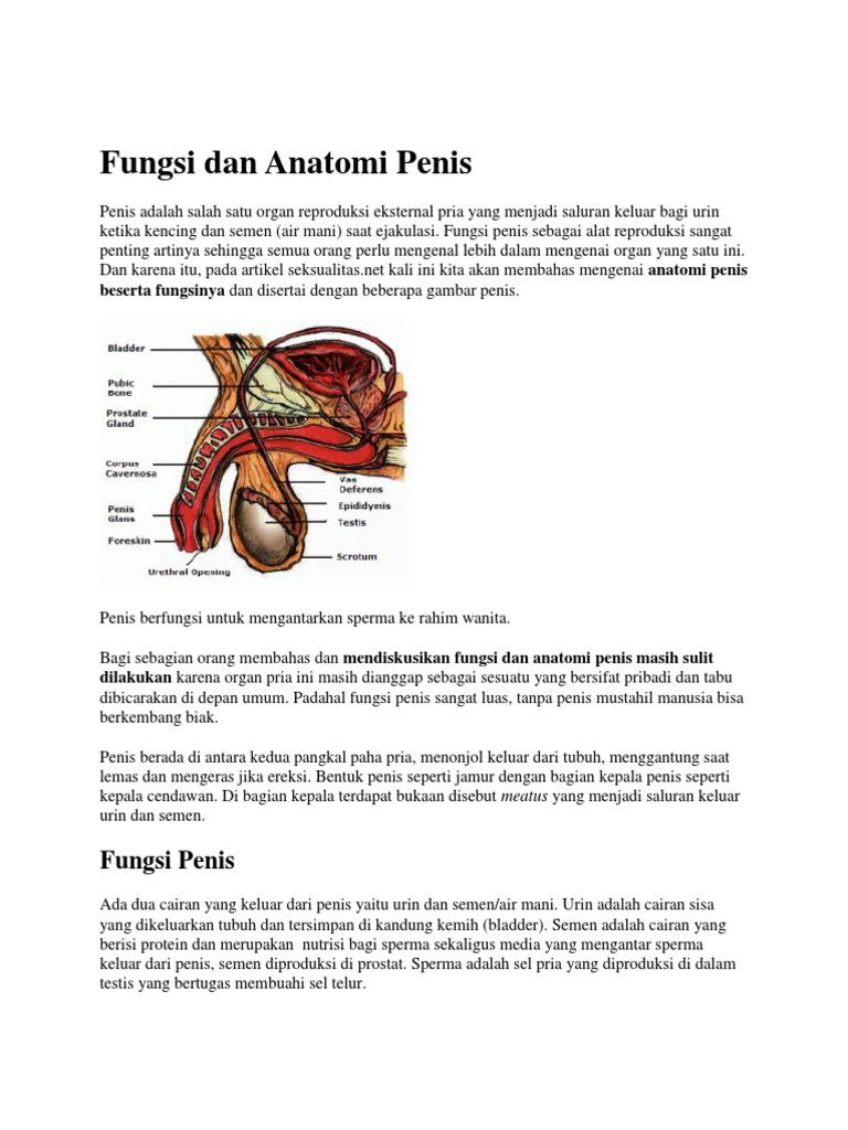 Fungsi Dan Anatomi Penis | PDF