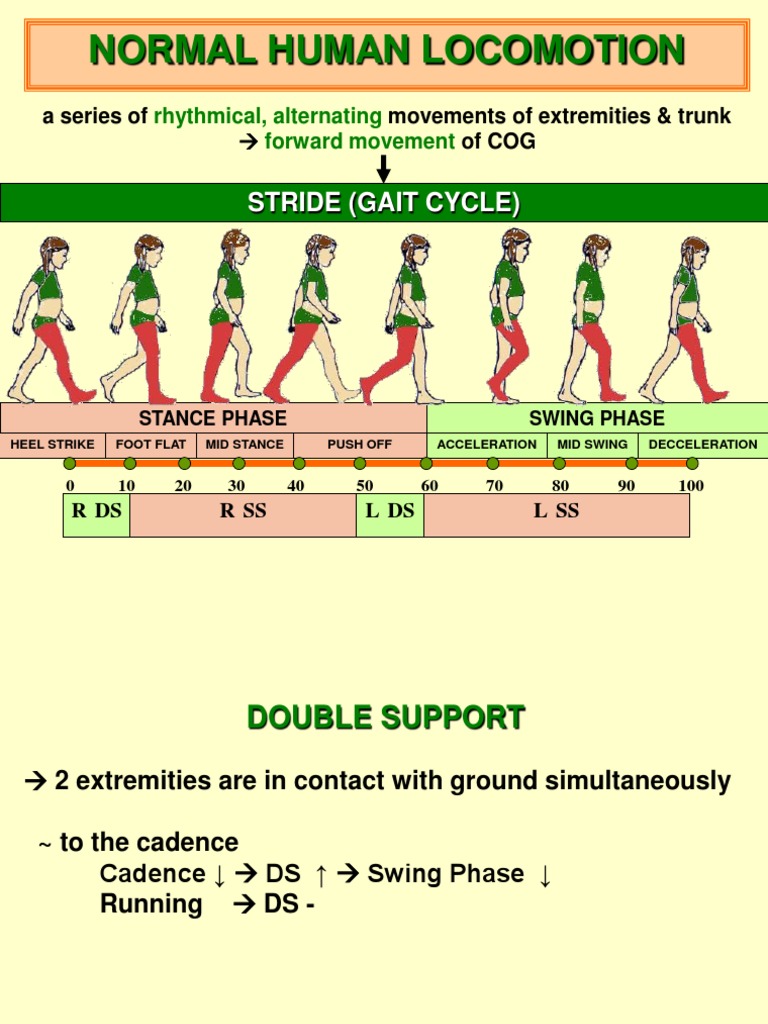 Gait My | PDF | Pelvis | Mechanics