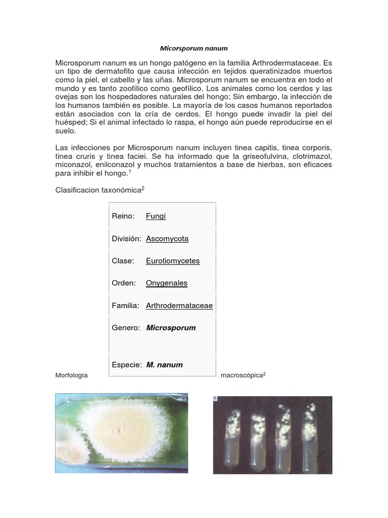 Micorsporum Nanum | PDF | Enfermedades animales | Epidemiología
