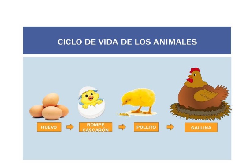 Ciclo de Vida de Los Animales | PDF