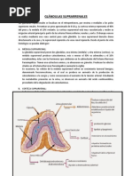 Signo de Mapache | PDF | Lesión | Medicina
