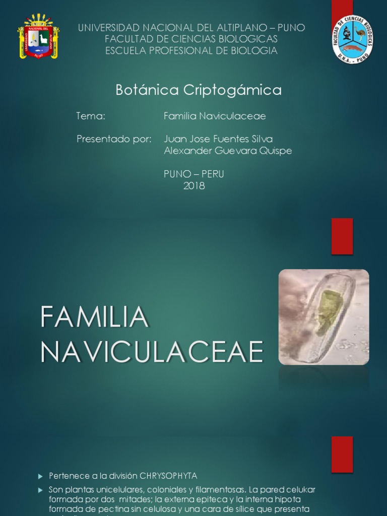 Diapositivas 1 Botanica Criptogamica Familia NAVICULACEAE | PDF ...