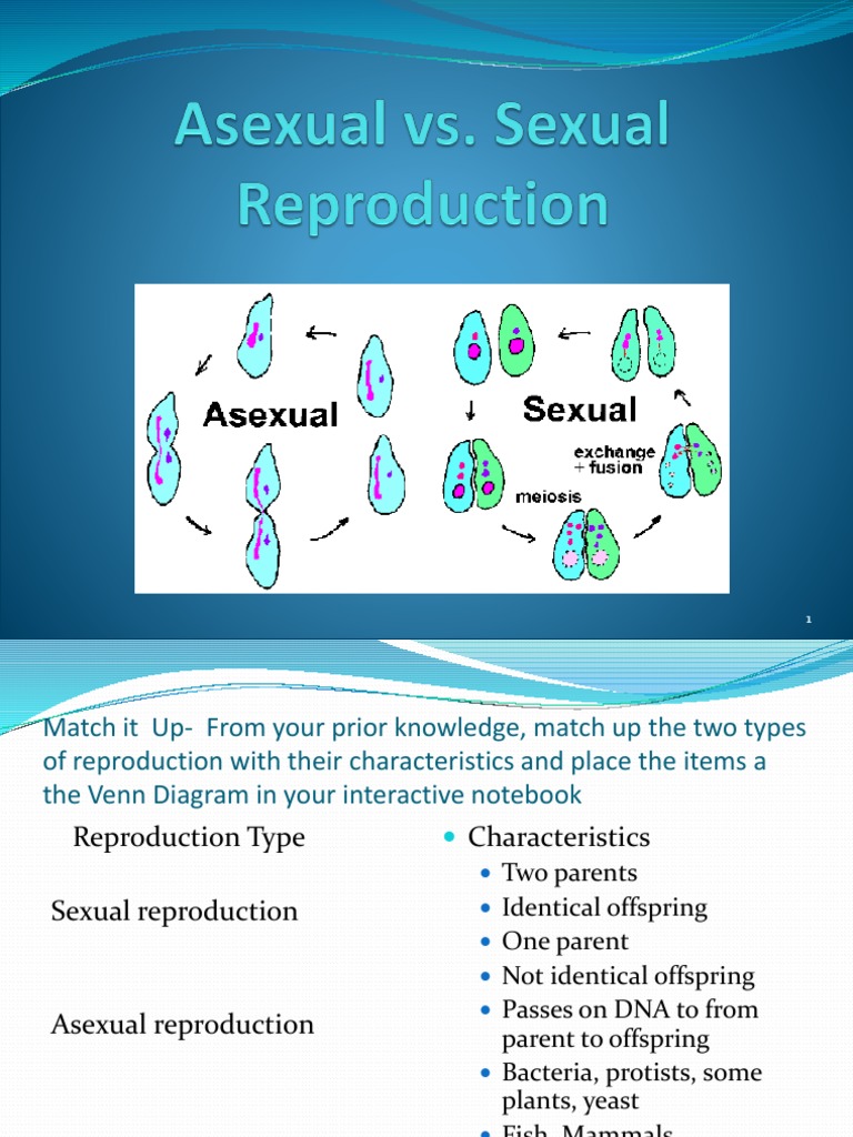 Asexual Vs Sexual Reproduction PowerPoint | PDF | Sexual Reproduction ...
