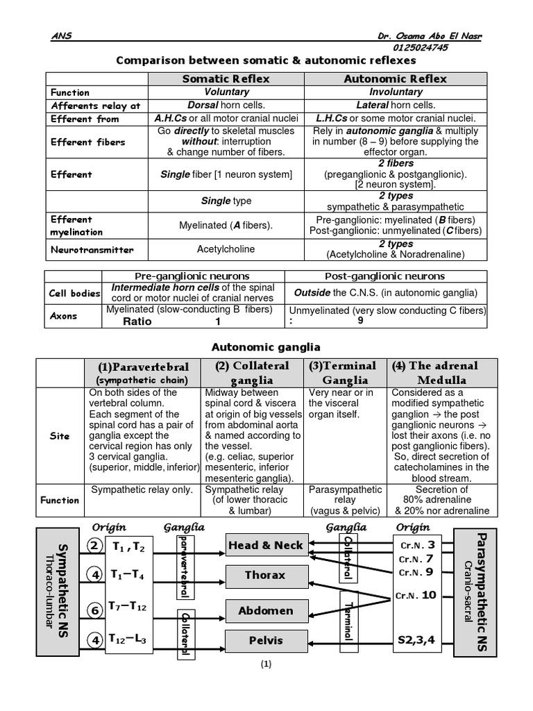 ANS Tables | Download Free PDF | Autonomic Nervous System | Human Anatomy