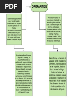 Anatomía de La Orofaringe | PDF | Cabeza y cuello humanos | Órgano ...