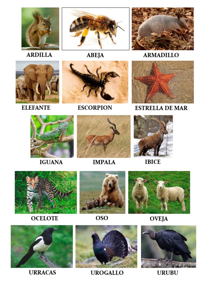 Animales Con Vocales | PDF