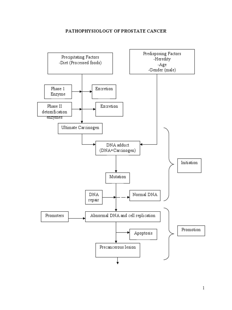 Pathophysiology of Prostate Cancer | PDF | Prostate Cancer | Cancer