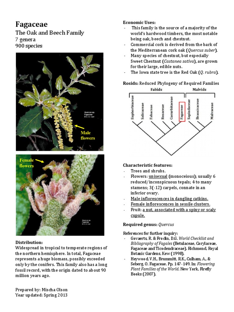 Fagaceae: The Oak and Beech Family | Download Free PDF | Oak | Plants