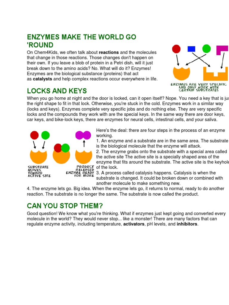 Enzymes Make The World Go 'Round | Download Free PDF | Enzyme | Enzyme ...
