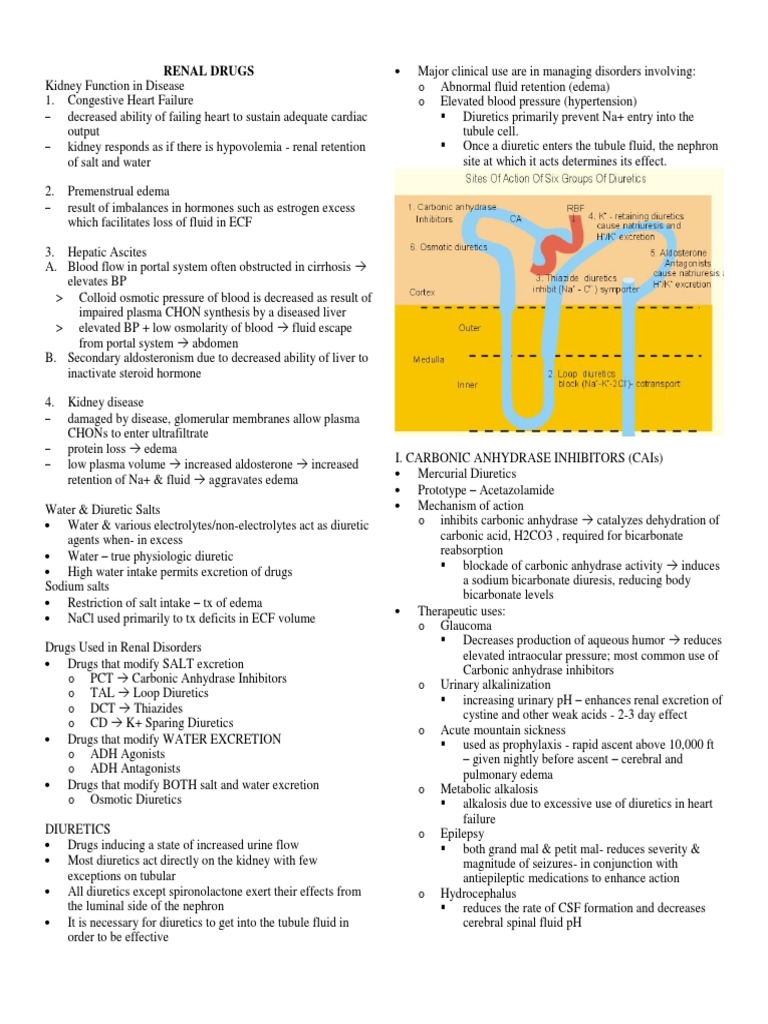 Renal Drugs - Dr. Ureta | PDF | Kidney | Pharmacology