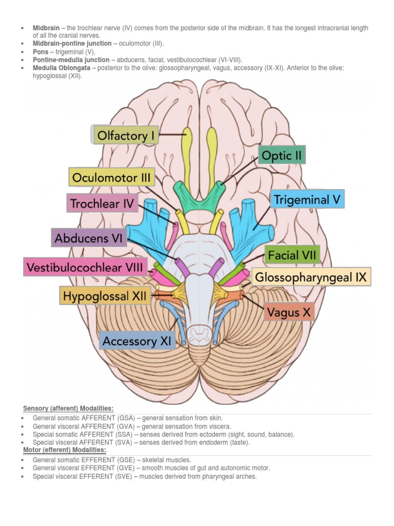 Cranial Nerves Summary-1 | Download Free PDF | Neuroscience | Human Anatomy