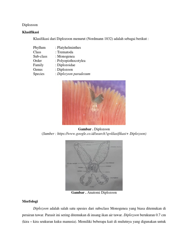 Morfologi dan Siklus Hidup Diplozoon | PDF