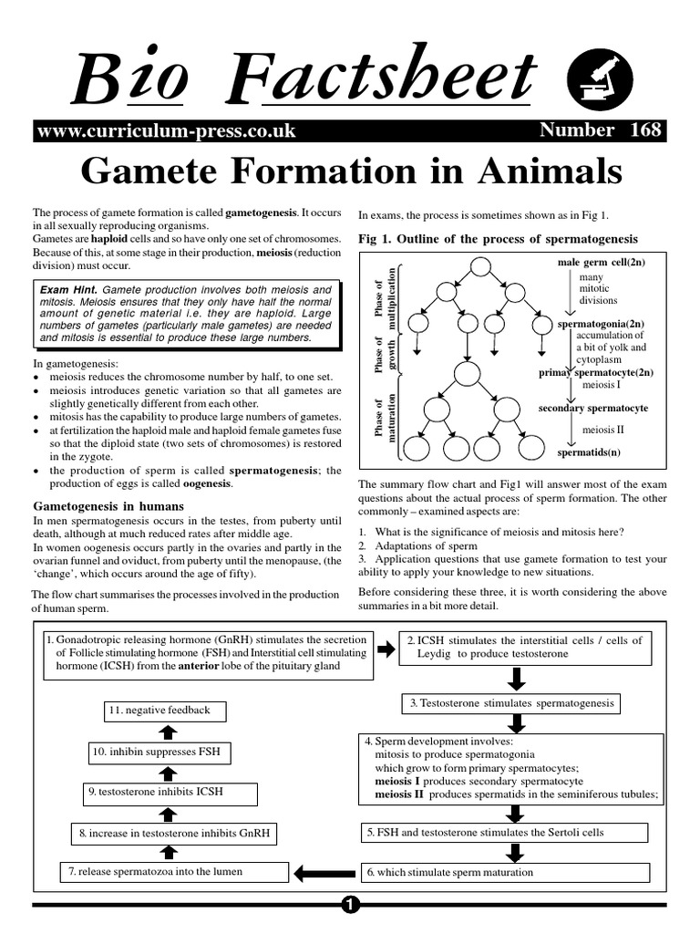 Gamete Formation in Animals PDF | PDF | Meiosis | Reproductive System