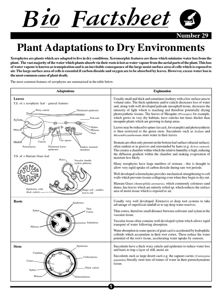 Plant Adaptations To Dry Environments PDF | PDF | Leaf | Stoma