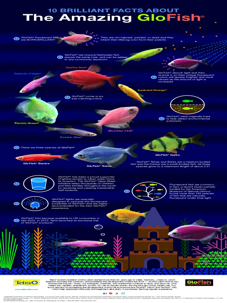 Glo Fish 10 Facts V5 | PDF | Fish And Humans | Fishkeeping