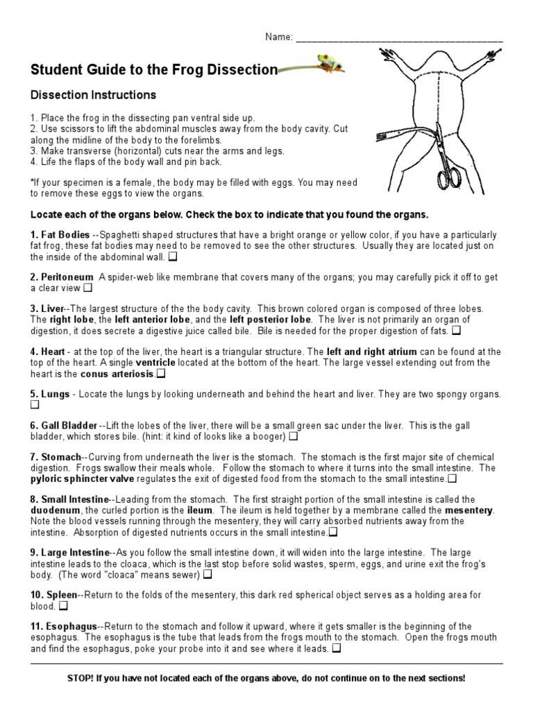Student Guide To The Frog Dissection PDF | PDF | Small Intestine | Stomach
