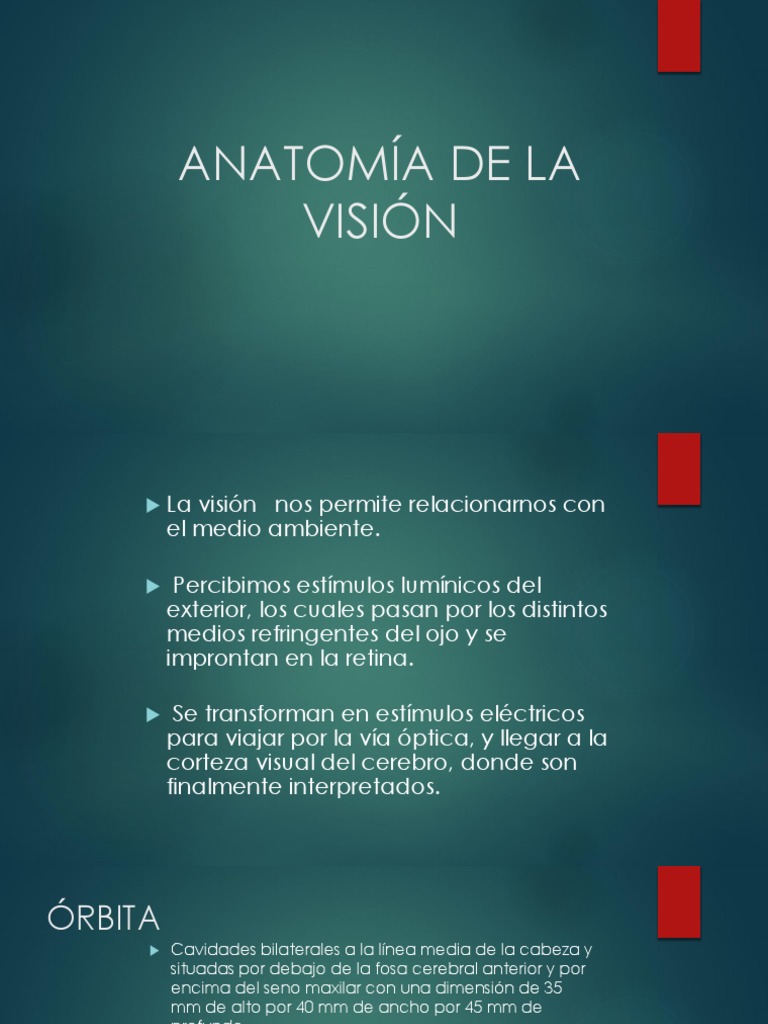 Anatomía de La Visión | PDF | Ojo humano | Percepción visual