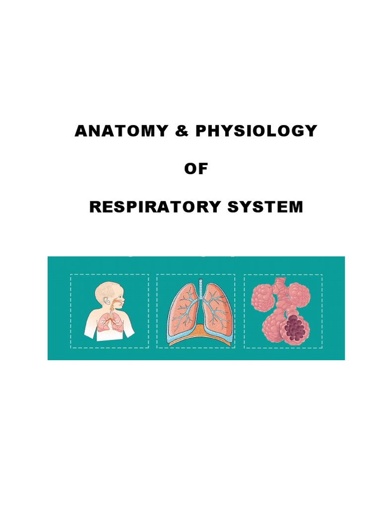 Anatomy & Physiology of Respiratory System | PDF | Respiratory Tract | Lung