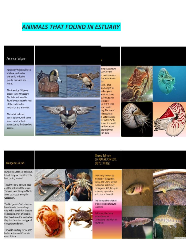 Animals That Found in Estuary | PDF