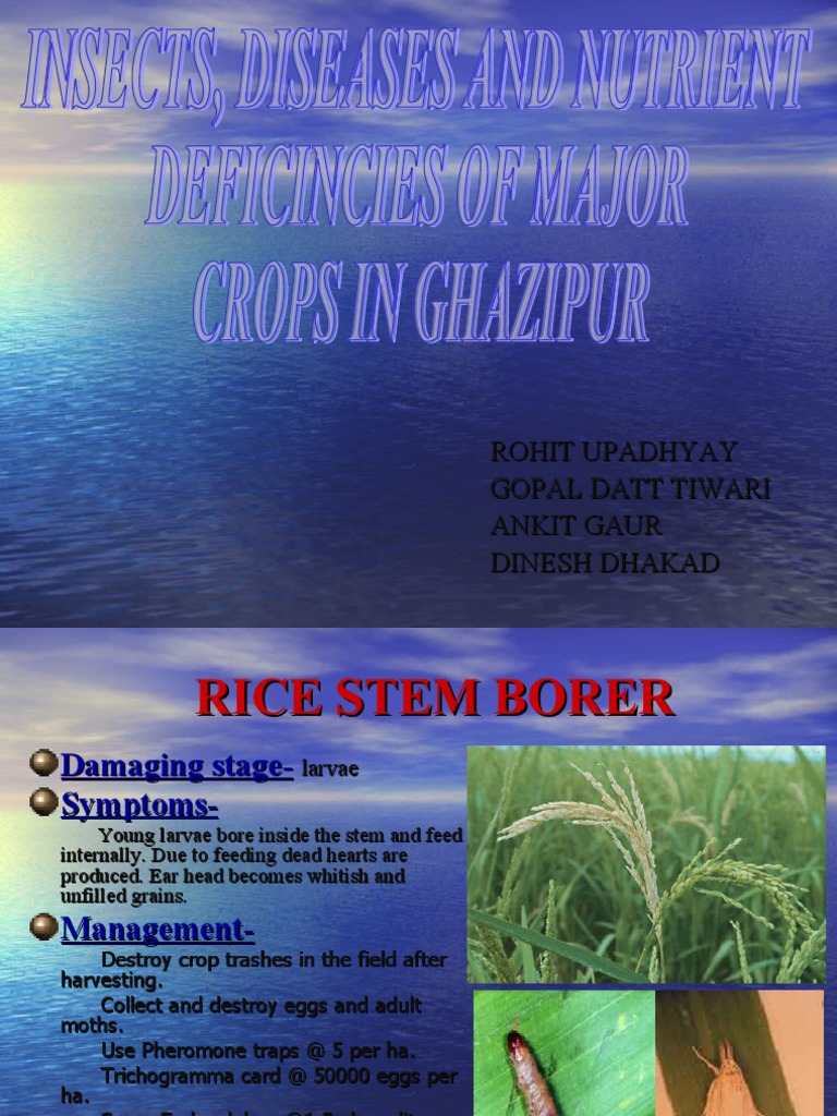 Manage Rice Pests and Diseases | PDF | Plants | Botany