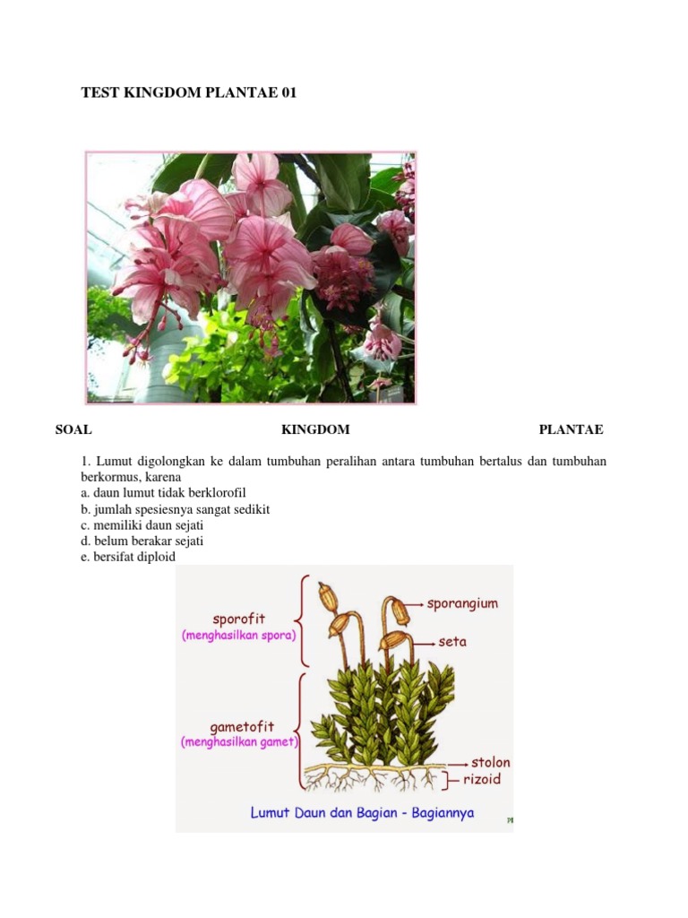Ujian Kingdom Plantae dan Tumbuhan | PDF | Griya & Taman | Kesehatan ...