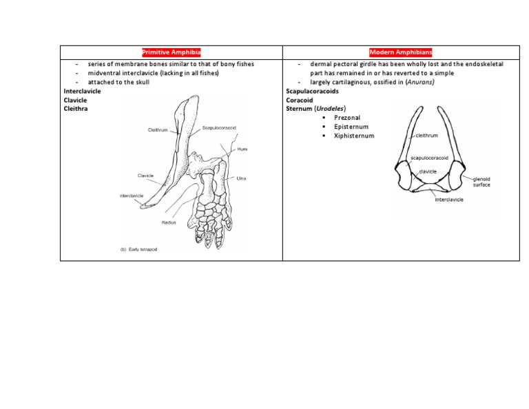 Pectoral Girdle Comparative Anatomy - Amphibians | PDF