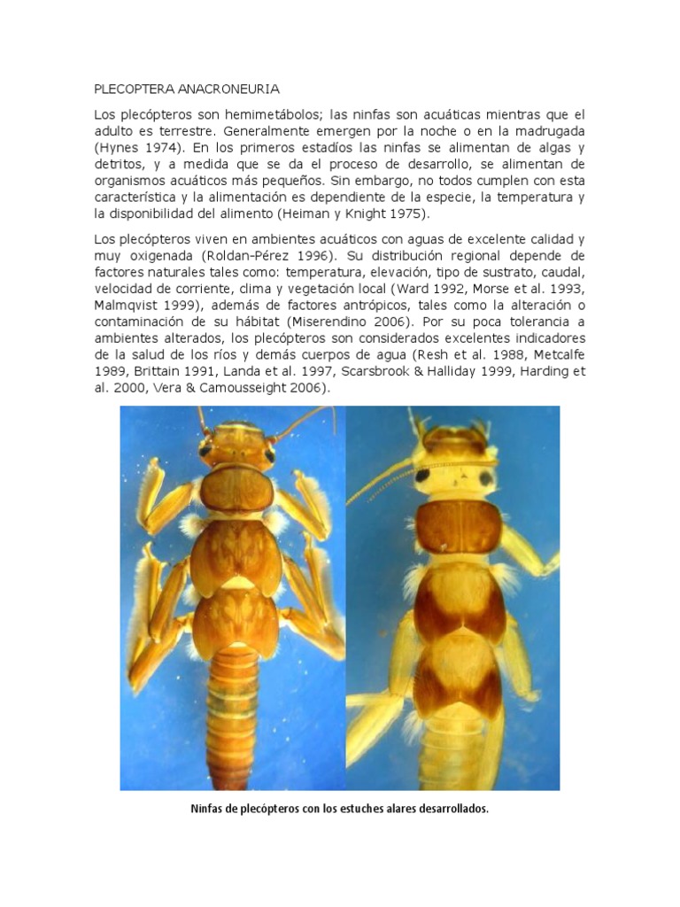 Plecoptera Anacroneuria | Descargar gratis PDF | Andes | Colombia