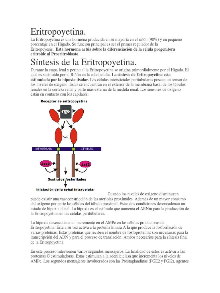 Eritropoyetina | PDF | Riñón | Biología Celular