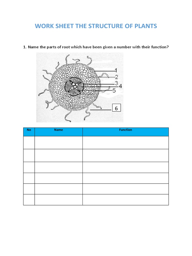 Work Sheet The Structure of Plants | PDF | Organisms | Botany
