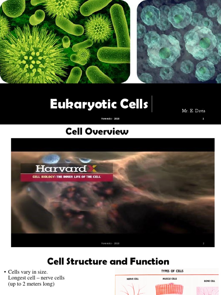 Forensics - Chapter 3 - Eukaryotic Cell Teacher Notes | PDF | Cell ...
