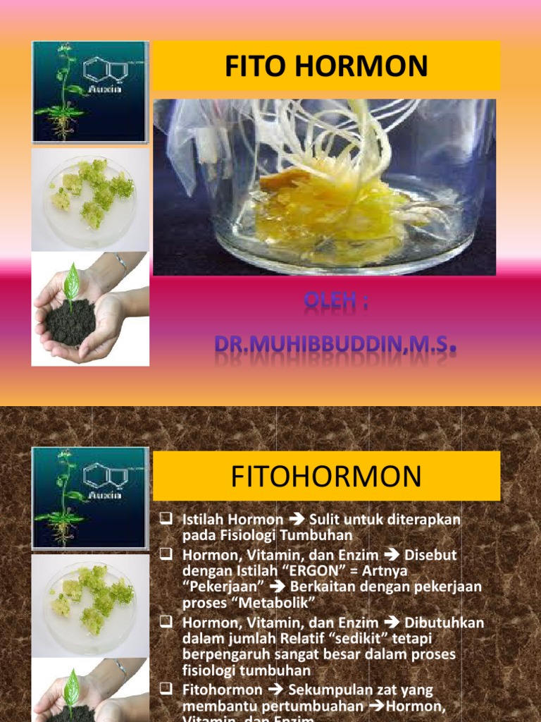 Fistum 5 Fitohormon | PDF