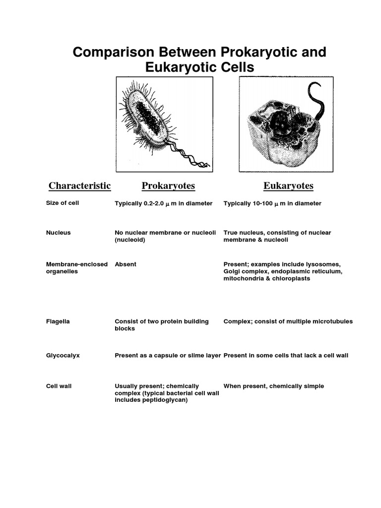 Difference of Eu and Procaryote | PDF