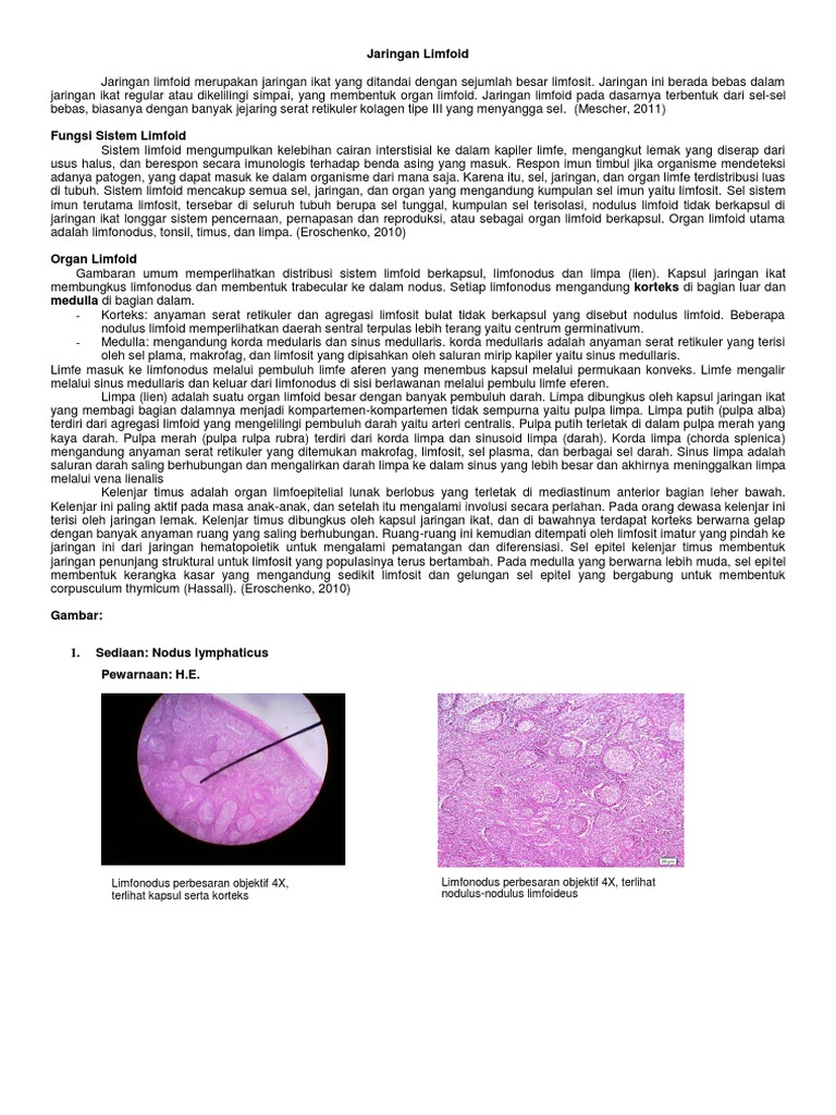 Histologi Jaringan Limfoid | PDF