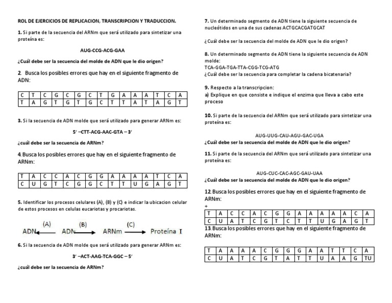 Hoja De Trabajo Sobre El Proceso Del Adn A La Proteína