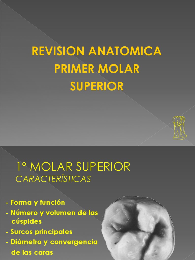 Teoría Primer Molar Superior | PDF | Anatomia dental | Diente
