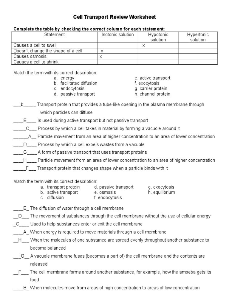 Cell Transport Review Worksheet | PDF | Osmosis | Cell Membrane