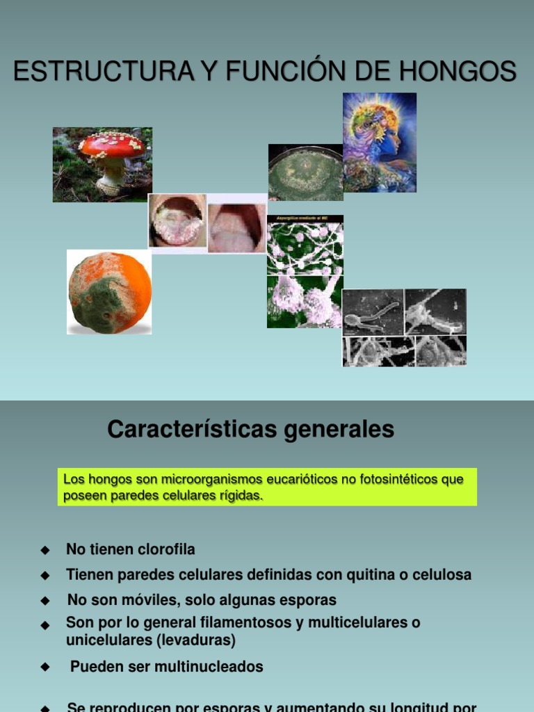 3 - Estructura y Funcion de Hongos | PDF | Hongo | Mitocondria