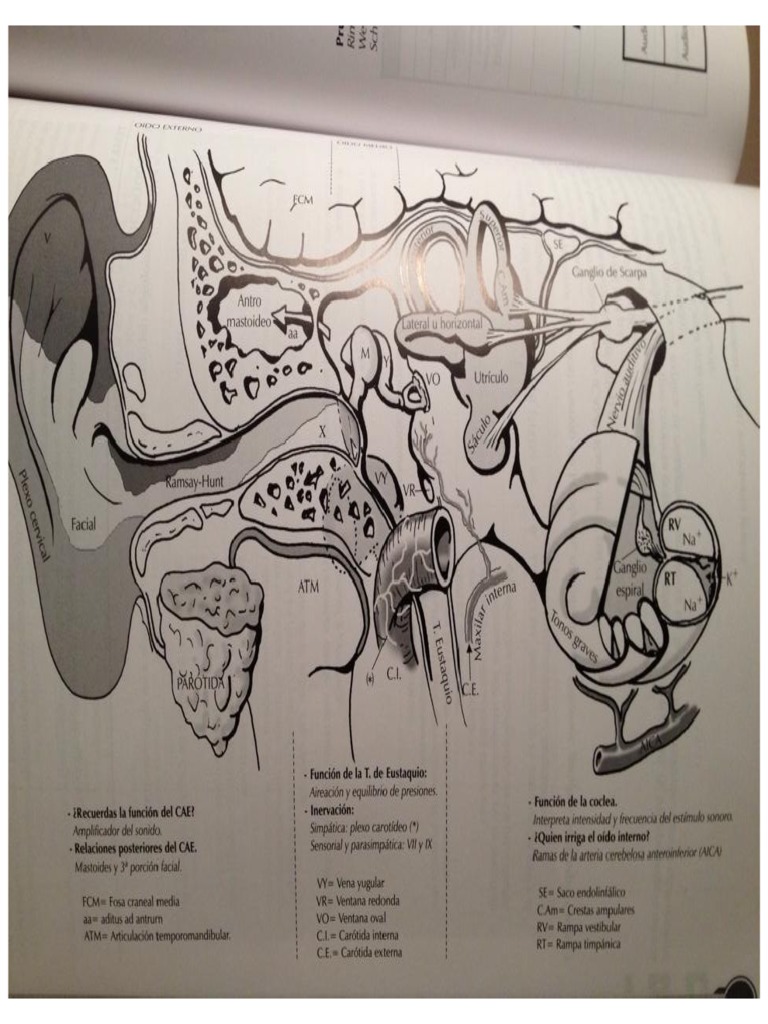 Otorrino Esquemas | PDF