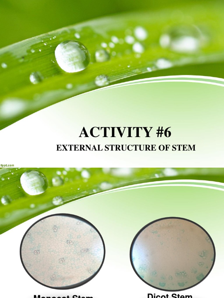 Activity #6: External Structure of Stem | PDF