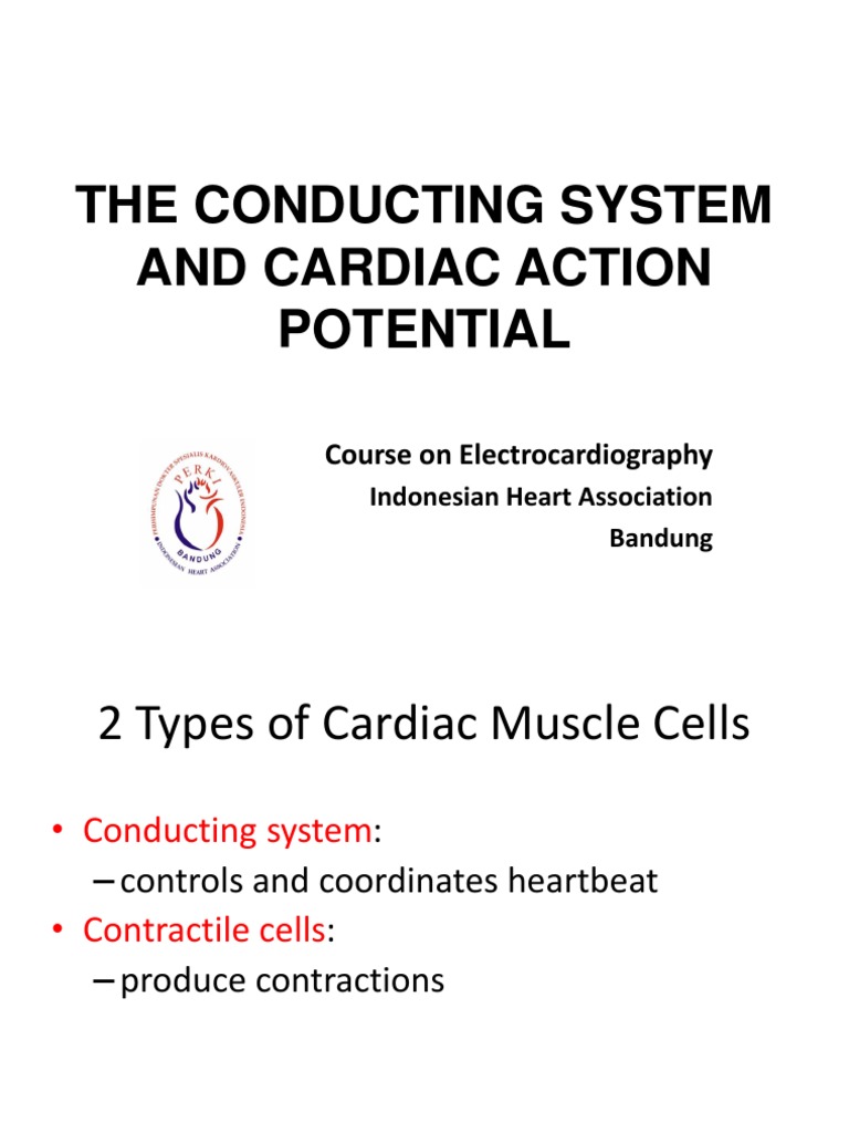01-02. Ecg Course - The Conducting System and Cardiac Action Potential ...