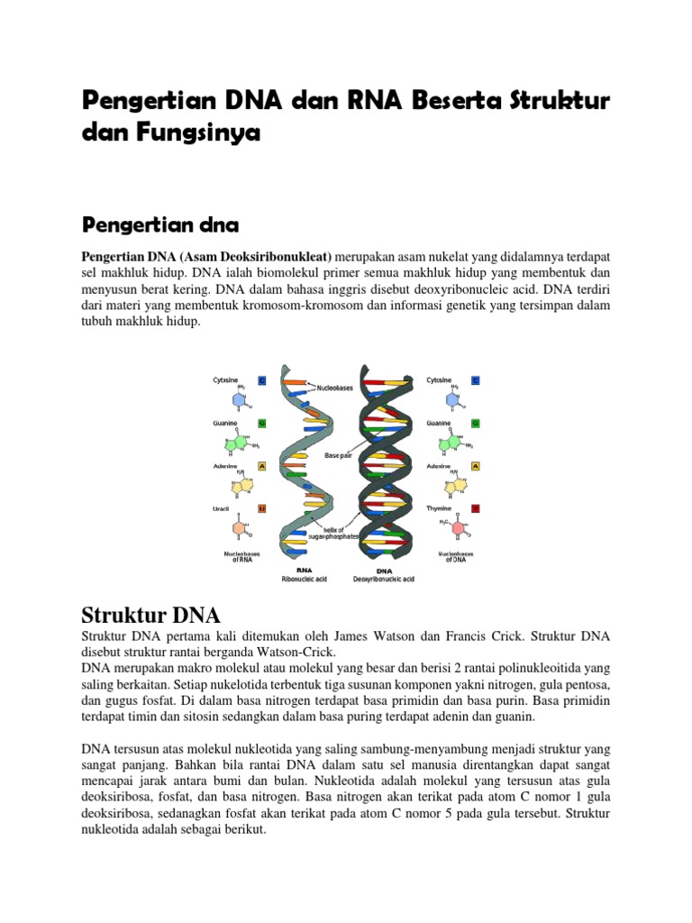 Pengertian DNA Dan RNA Beserta Struktur Dan Fungsinya | PDF