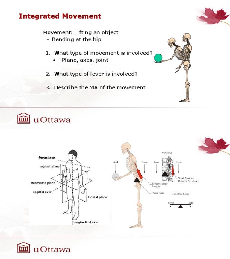 Integrated Movement: Movement: Lifting An Object | PDF