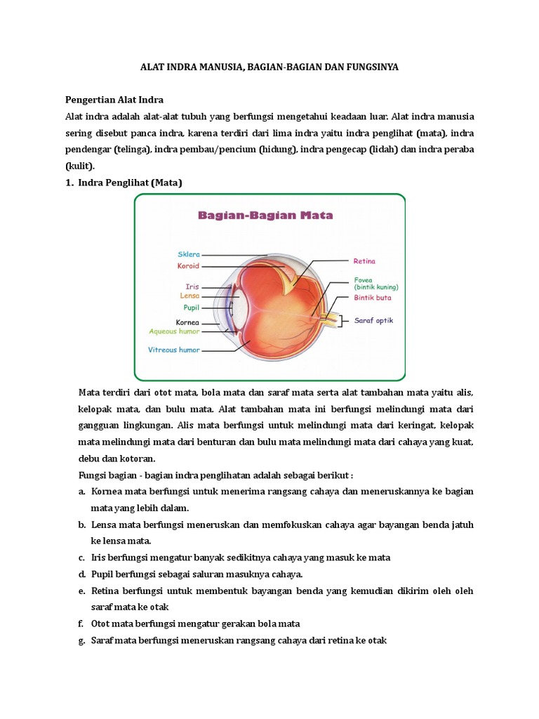 Alat Indra Manusia | PDF
