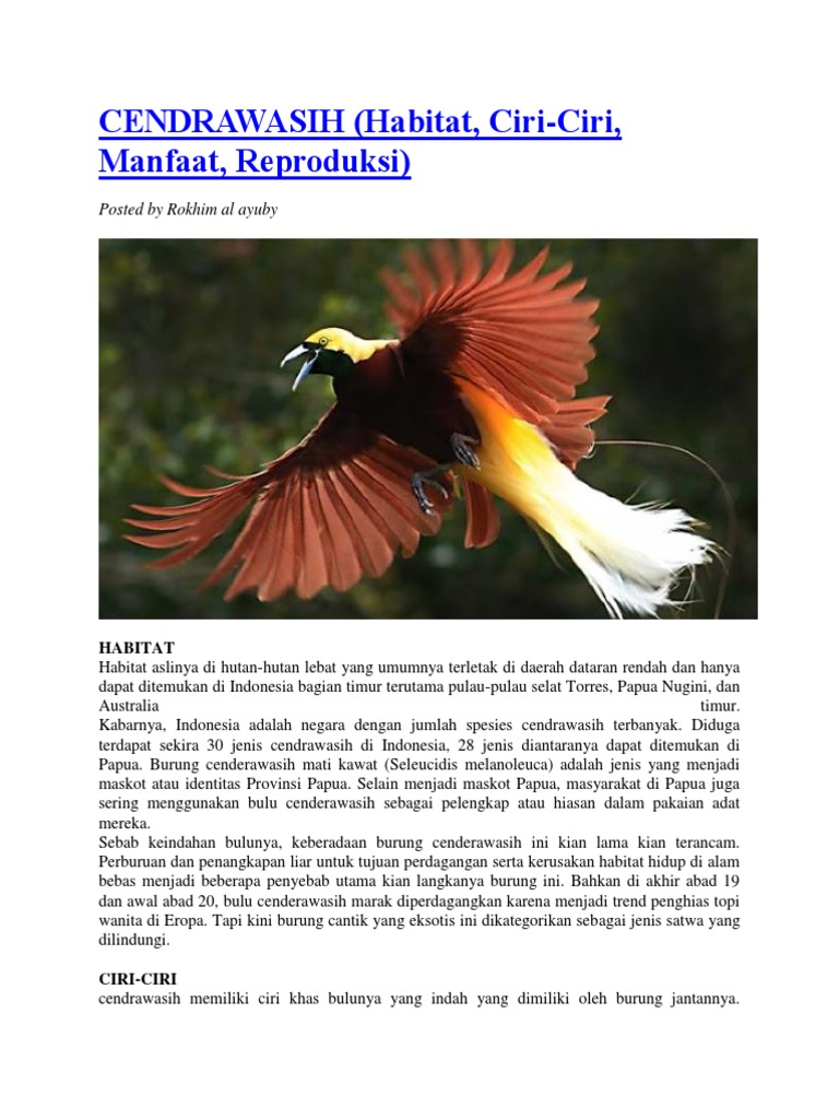 Burung Cendrawasih Hidup