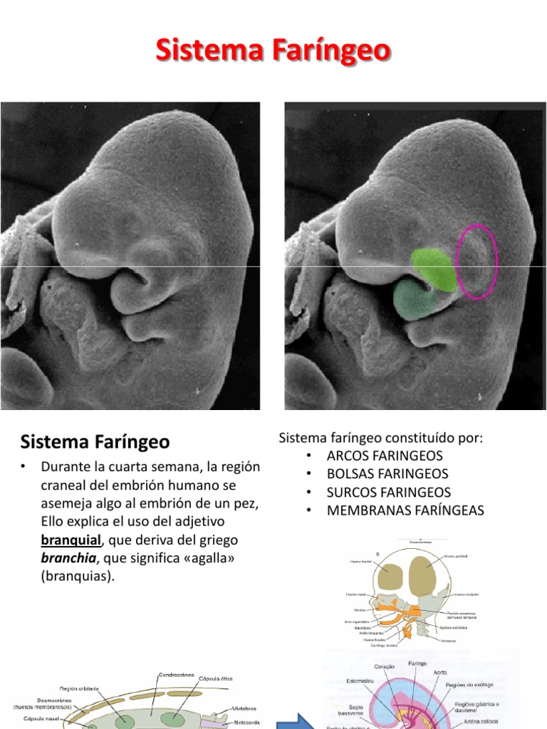 Sistema Faringeo | PDF | Lengua | Cabeza y cuello humanos