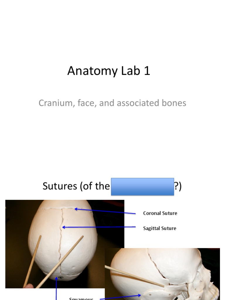 Anatomy Lab 1: Cranium, Face, and Associated Bones | PDF | Skull ...