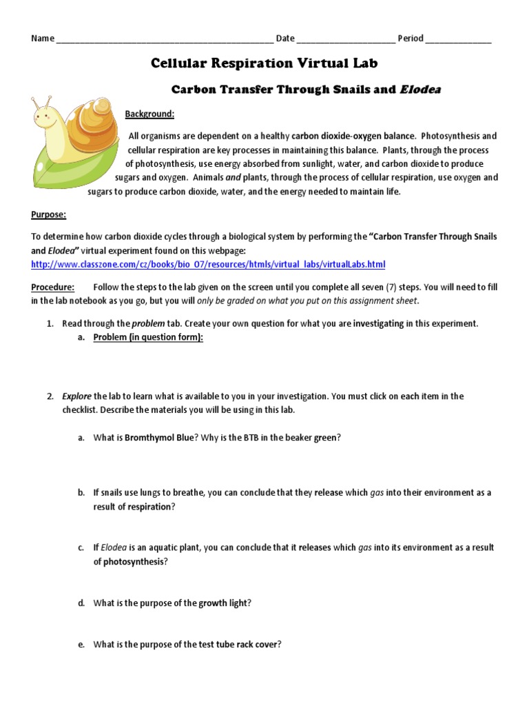 Cell-Respiration-Virtual-Lab 10 | PDF | Photosynthesis | Experiment