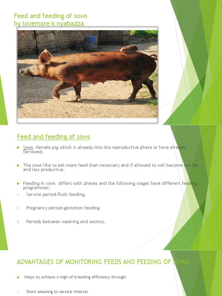 Feed and Feeding of Sows M | PDF | Domestic Pig | Food And Drink