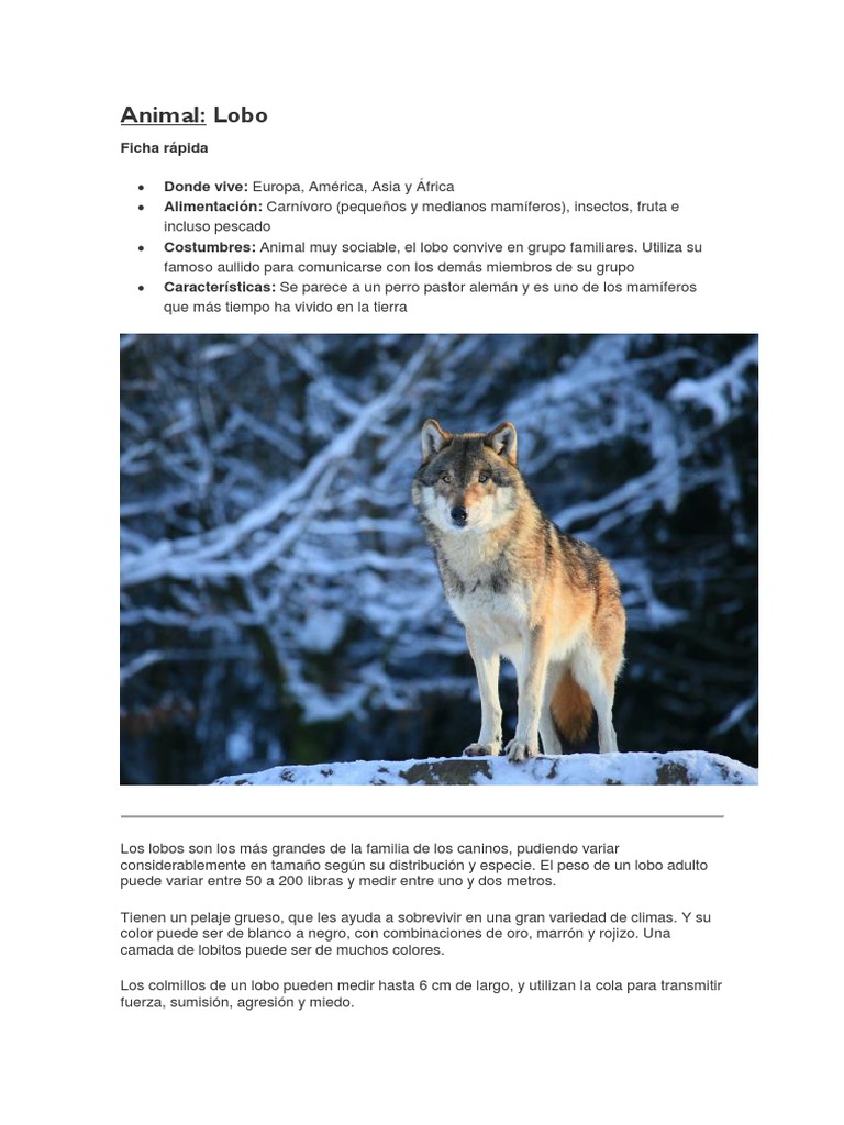 Lobo | PDF | Lobo gris | Naturaleza